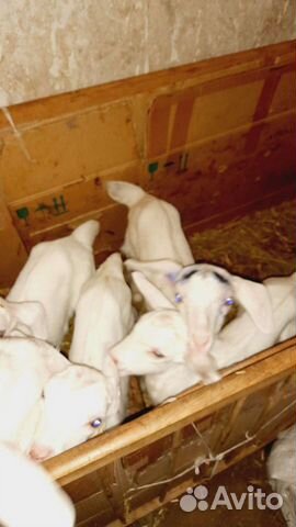 Козлики молочной породы