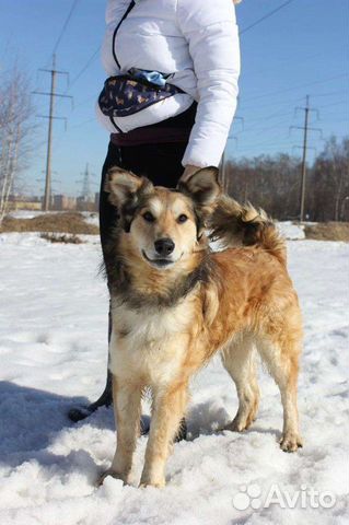 Собаке очень нужна семья