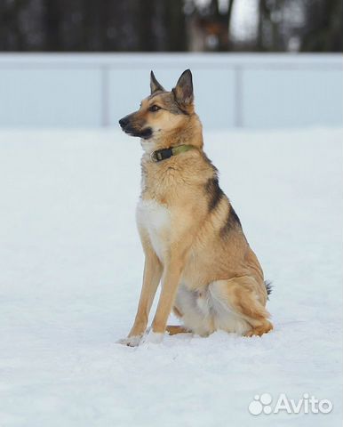 Собака метис лайки Скай