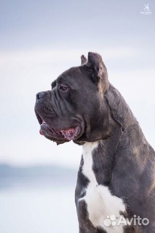 Отдам суку кане корсо 9 месяцев