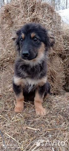 Щенок от маленькой собачки, Марта