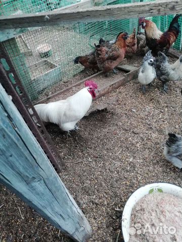 Петух Лакендайзи белый и черно рыжий