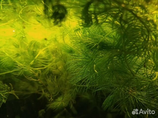 Роголистник