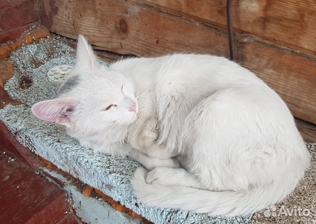 Белые братья, добрые котики 1г