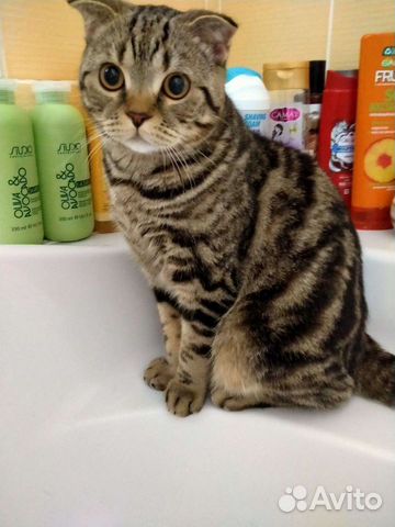 Шотландские вислоухие коты