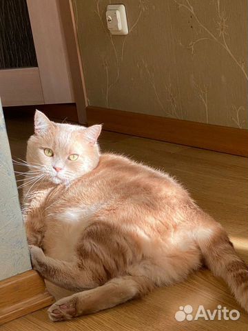 Вася ищет дом