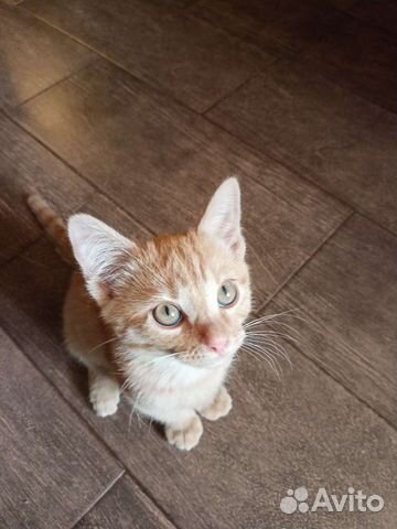 Котята без породы