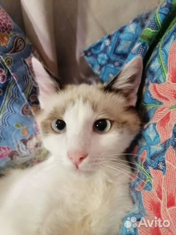 Котик Татоша - малыш из монастыря