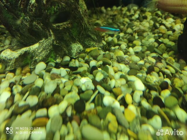 Улитка Хелена