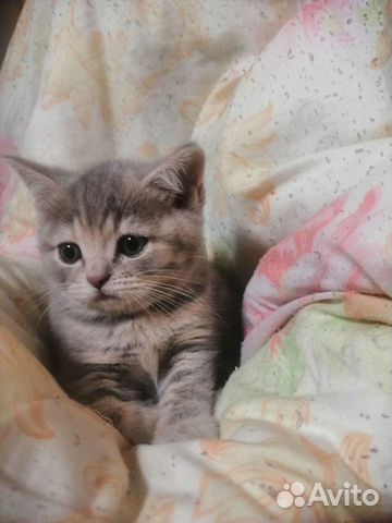 Котёнок шотландец страйт