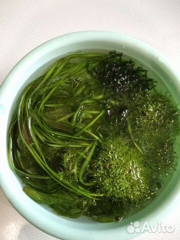 Аквариумные растения