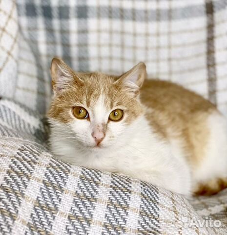 Рыжий котенок Мандарин ищет хозяев