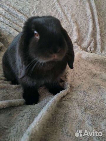 Декоративный ручной ролик породы вислоухий баран