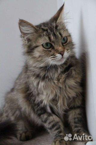 Кошки в добрые руки бесплатно
