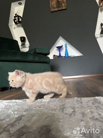 Айвори-крем мрамор.Клубные шотландцы