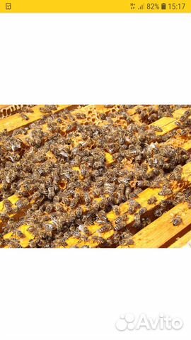 Пчелосемья Карника