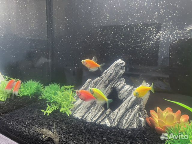 Рыбки тернеции