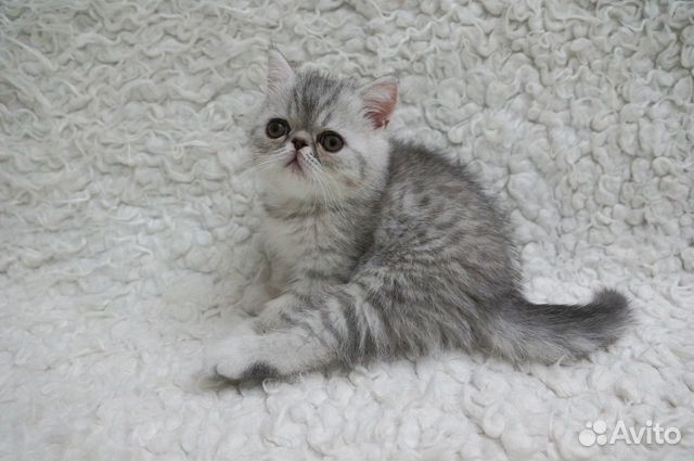 Котёнок экзот экстра-класса