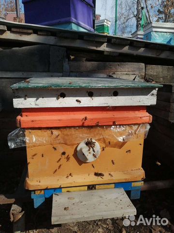 Пчелы семьи