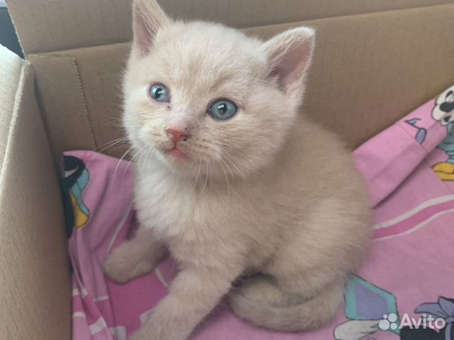 Отдам в хорошие руки котенка Родился 14 марта