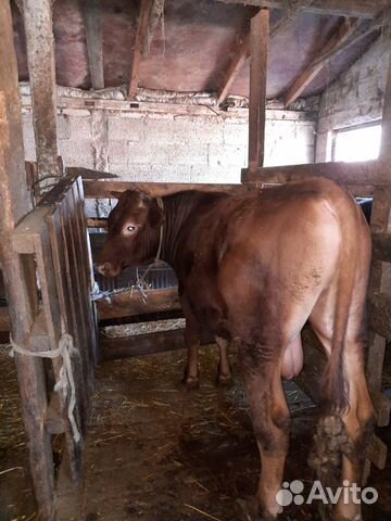 Крупнорогатый скот