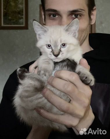 Котята