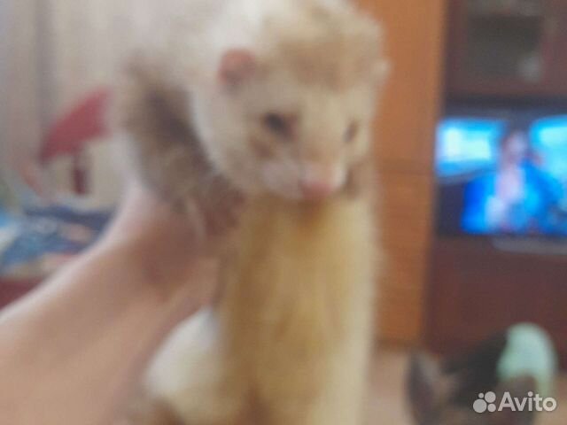 Хорек с клеткой