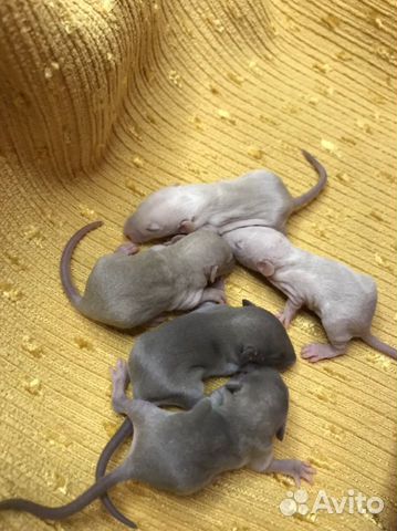 Крысята девочки дамбо вельветины и стандарт