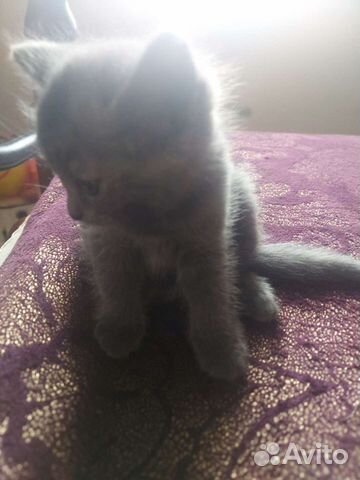 Котенок