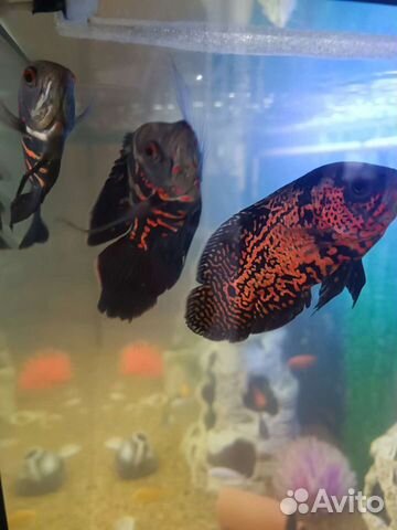 Рыба Астранотус