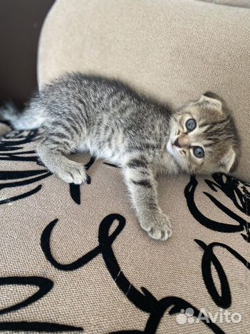 Вислоухие котята