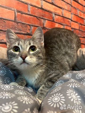 Котенок девочка Полли 8 мес