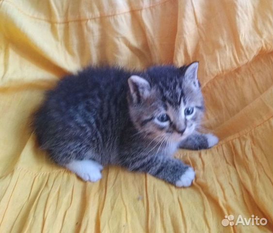 Игривые котята