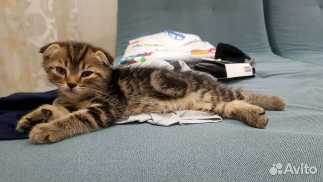 Шотландский вислоухий котенок