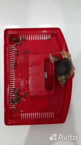 Улитки Ахатины бесплатно