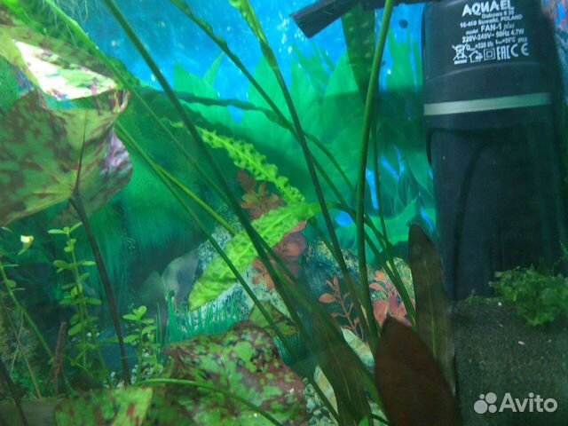 Криптокорина апоногетонолистная