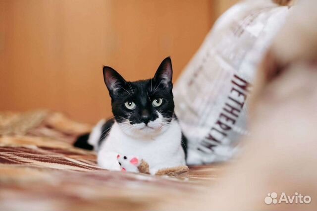 Кошка в дар