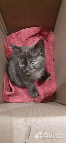 Нашёл котёнка болезней нет отдам в хорошие руки