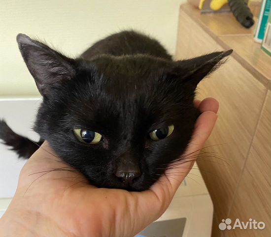 Классный котик в добрые руки