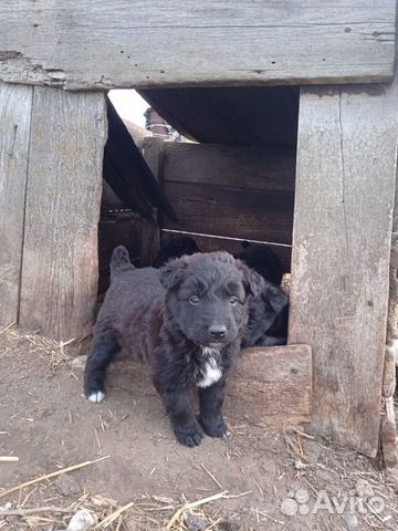 Венгерская пастушка