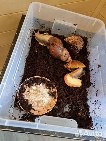 Отдам 3-ёх взрослых улиток ахатин