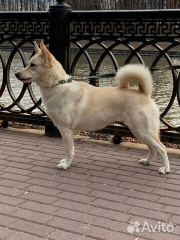 Отдам метиса хаски/лайка