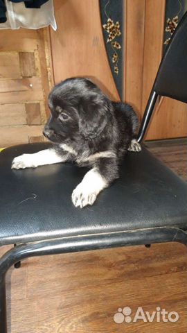 Собаки щенки бесплатно