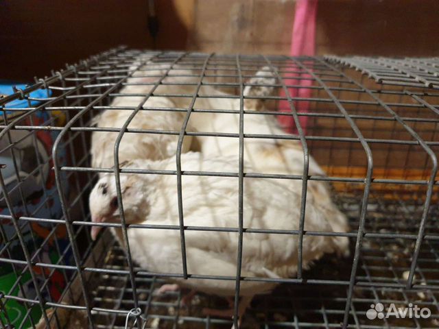 Техасский перепел