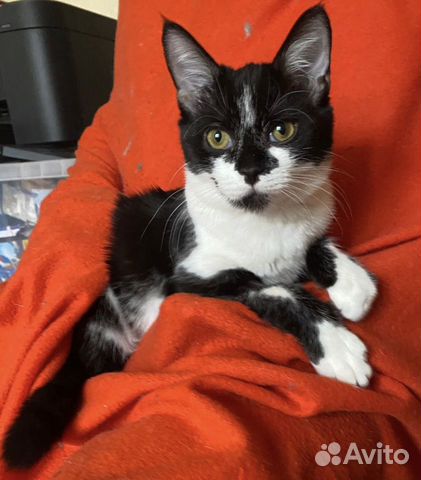 Чудо котенок антистресс Лика 4 месяца в дар