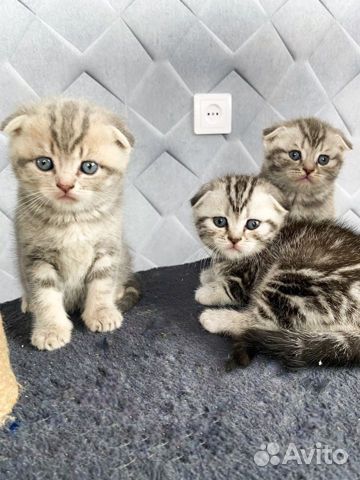 Шотландские вислоухие котята