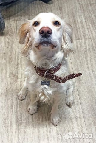 Щенок в добрые руки девочка