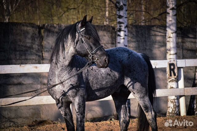 Очень спокойный конь