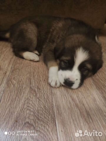 Собаки бесплатно