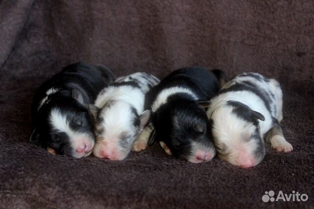 Щенки австралийской овчарки